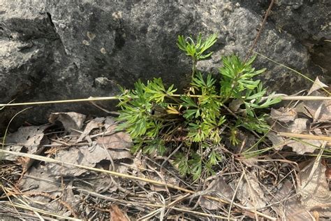 Cut Leaf Anemone 1 Trudell Consulting Engineers
