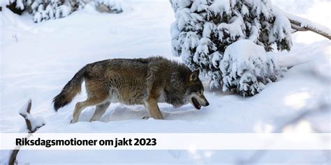 Vargar Och Vapen I Kristdemokraternas Motionsflöde Svensk Jakt