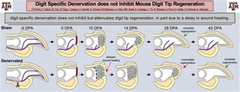 Digit Specific Denervation Does Not Inhibit Mouse Digit Tip