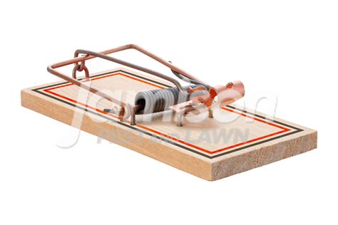 5 Fast Ways To Get Rid Of Rats In Your Home