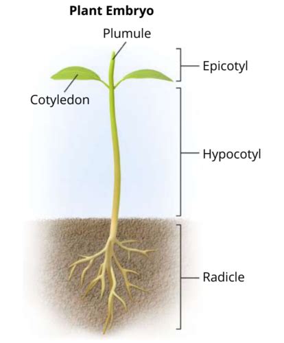Bio Plants Flashcards Quizlet