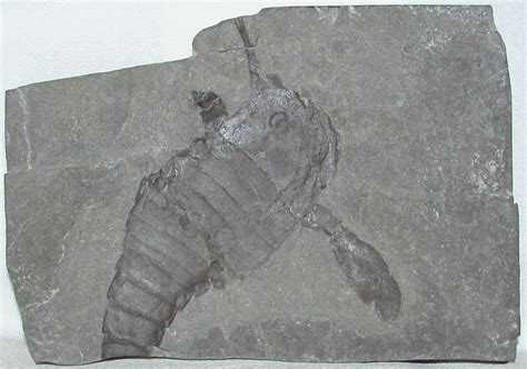Eurypterid