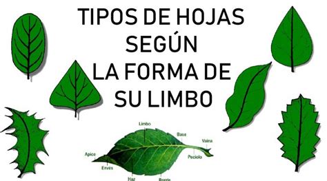 Tipos De Hojas Según La División Del Limbo Ciencias Naturales Online