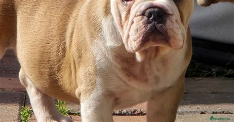 Frenchie Cross English Bulldog For Sale In Oswestry Pets4homes