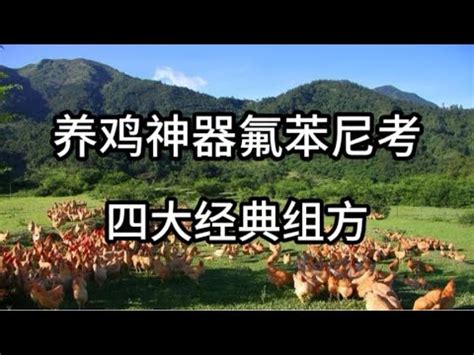 养鸡用好氟苯尼考四大经典组方效果翻倍养鸡人收藏备用 YouTube