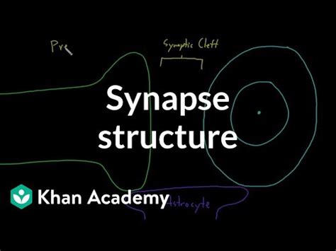 Synapse Structure Video Lecture MBBS