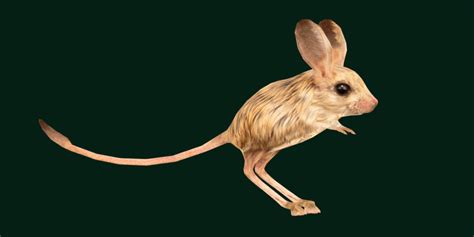 Long Eared Jerboa Rodent Blender Market