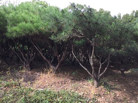 반송 소나무 판매 판매완료 산림경영지원