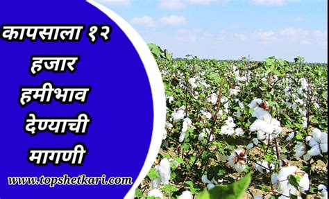 कापसाला १२ हजार हमीभाव देण्याची मागणी Top Shetkari
