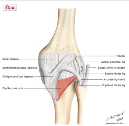 Biomechanics Exam 1 Flashcards Quizlet
