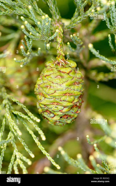 A Cone With Needles Giant Sequoia Sequoiadendron Giganteum Stock