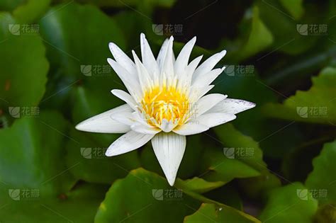白莲花在荷塘在沙慕颂克兰泰国