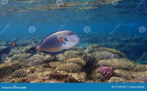 Sohal Surgeonfish Or Sohal Tang Or Arabian Surgeonfish Acanthurus