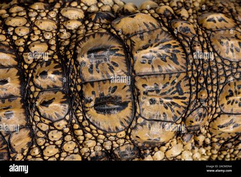 Skin Of A Young Nile Crocodile Crocodylus Niloticus Showing