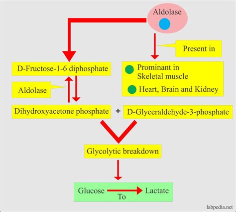 Chemical Pathology