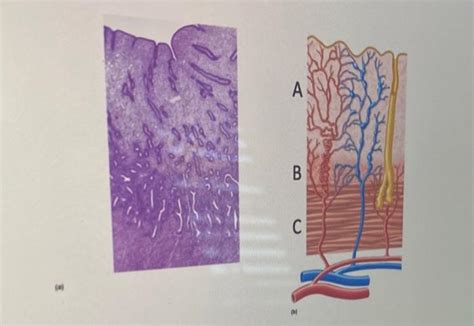 Solved B с Which One Of The Three Areas A B Or C