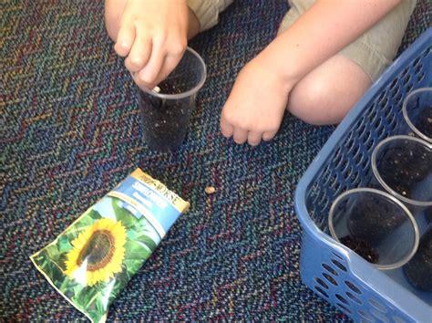 Dr Clements Kindergarten Plants Planting Seeds And Writing About