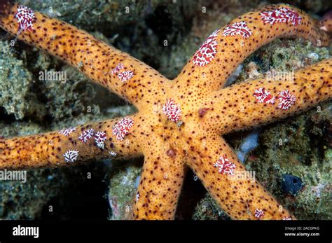 Starfish Class Asteroidea On A Coral Reef Starfish Also Known As