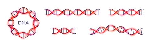 Dna 아이콘 긴 유전 분자 구조 Dna 컬러 세트 0명에 대한 스톡 벡터 아트 및 기타 이미지 0명 Dna 과학