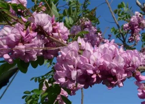 香花槐一年开几次花 怎么养才能开花 花海建设 长景园林网