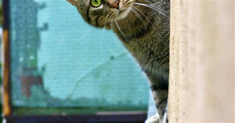 Understanding Feline Behavior Decoding Your Cats Body Language The
