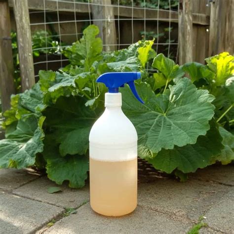 5 Homemade Insecticidal Soap Recipes And How To Use Them Safely The Ultimate Homestead