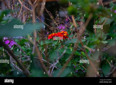 Colorful Lantana Camara Flowers In The Garden Stock Photo Alamy