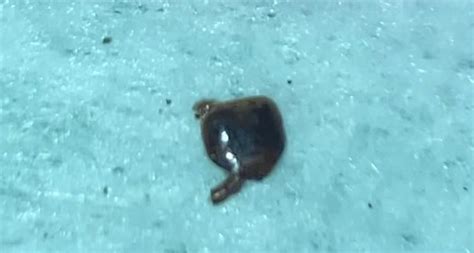 Found Bug Shell When Sweeping R Whatisthisbug