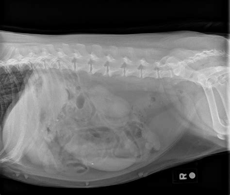 Liver Disease In Dogs Archives Lake Animal Hospital