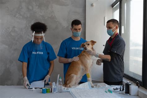 Delhi Free Anti Rabies Vaccines For Pets And Stray Dog