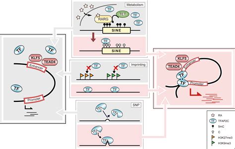 Defining A Tfap2c Centered Transcription Factor Network During Murine Peri Implantation