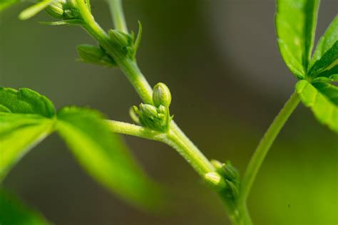 How To Sex Cannabis Plants Early Auto Seeds