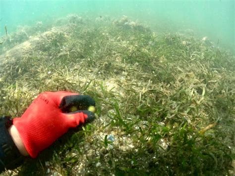 屏東採集海草果實 世界地球日種下千顆種子復育 淨零碳排 中央社 Cna