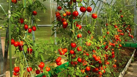 9 Ways To Grow Tomatoes Vertically DIY Solutions
