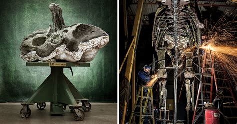 How A Towering 75 Foot Long 150 Million Year Old Dinosaur Was Rebuilt