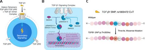 Tgfb1 Induces Fetal Reprogramming And Enhances Intestinal 55 Off