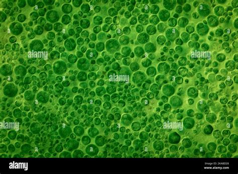 Green Algae Light Micrograph Stock Photo Alamy