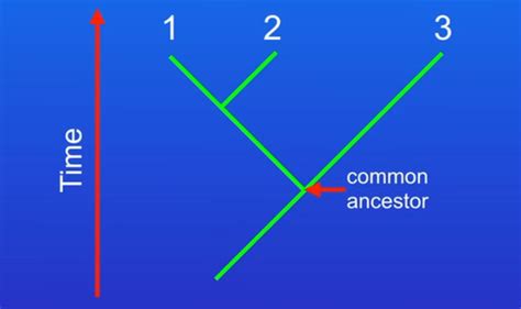 Classification Flashcards Quizlet