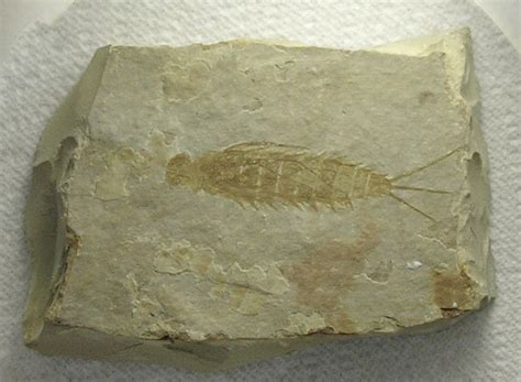 Fossil Mayfly Larvae Ephemeropsis Trisetalis