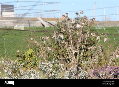 Wild Parsnip Gone To Seed It Is An Invasive Plant Poisonous And Can
