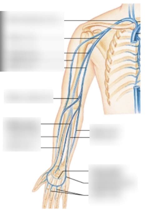 Arm Veins Means At Tamara Wilson Blog