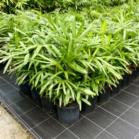 Rhapis Excelsa Lady Palm Sunshine Coast Plants