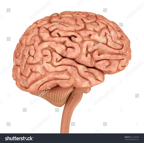 Human Brain 3d Model Isolated On Stock Illustration 512534476