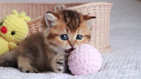 One Of The Sweetest Kittens In The World 😍 Toffee Cats Secrets