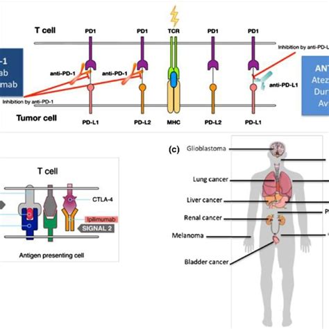 Main Immune Related Adverse Events In Patients Treated With Download Scientific Diagram