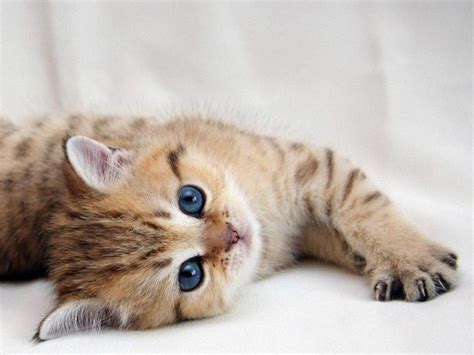 猫咪拉黄稀嗜睡怎么办 猫咪拉稀嗜睡怎么办