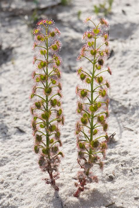 Wild Australian Drosera Species A Z Fierce Flora