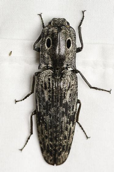 alaus myops bugguide