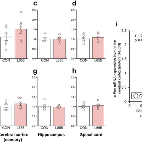 A Experimental Timeline Oft Open Field Test B Representative Rat