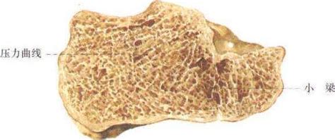 骨小梁的构成骨小梁中断图片骨小梁图片大山谷图库